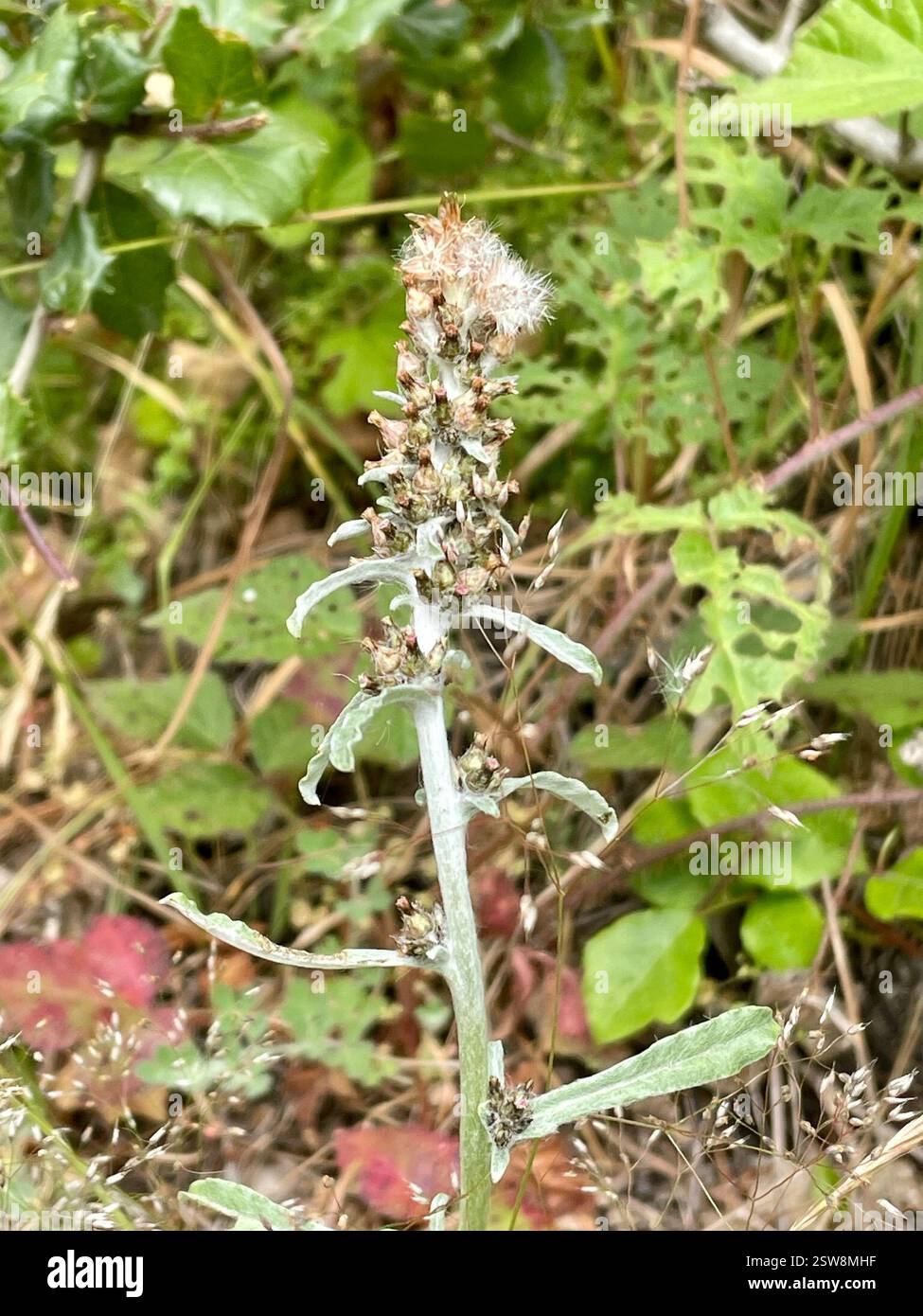 featherweed (Gamochaeta ustulata), Plantae, Point Lobos State Natural ...