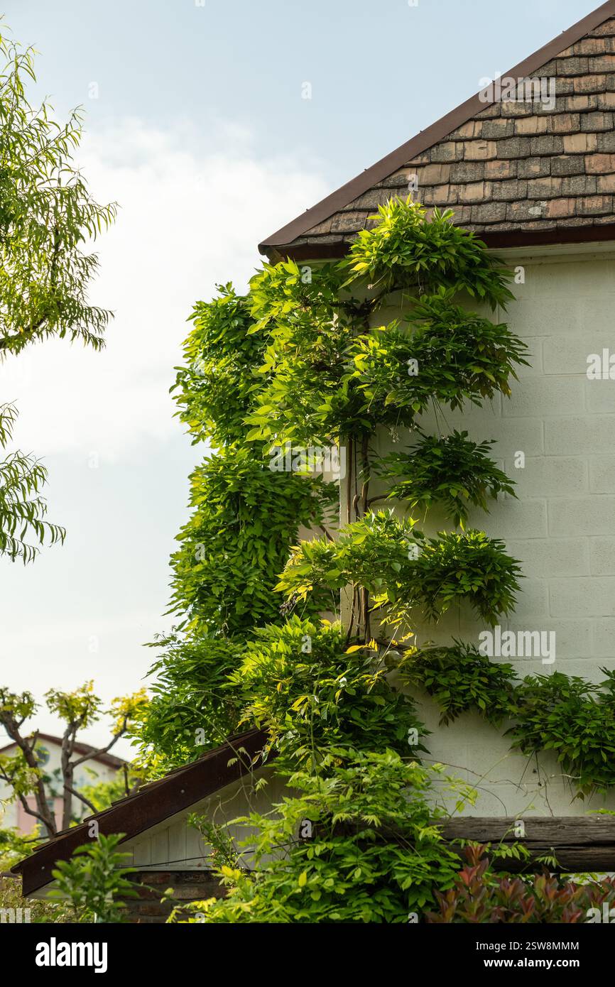 Wisteria vine framing the corner of building. Green facade with climber ...