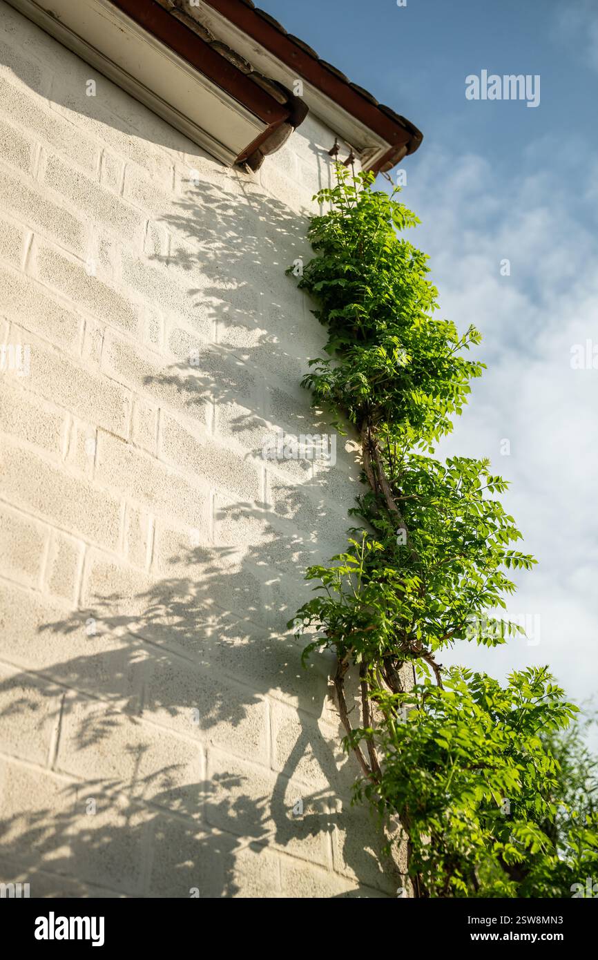 Wisteria vine framing the corner of building. Green facade with climber ...