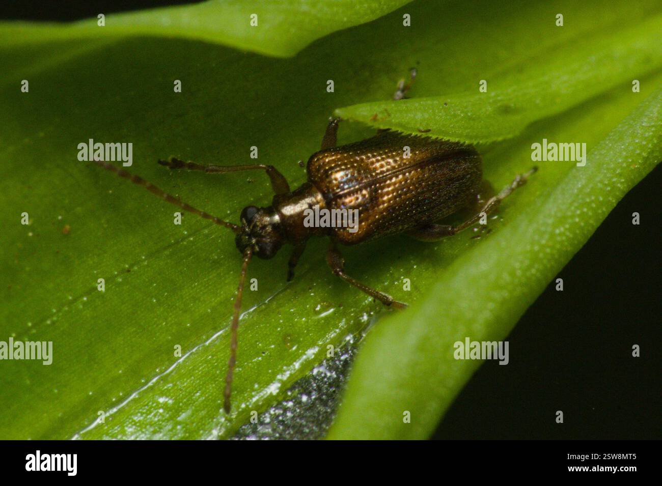 (Lemini), Insecta, Travesseiro - RS, Brazil Stock Photo - Alamy