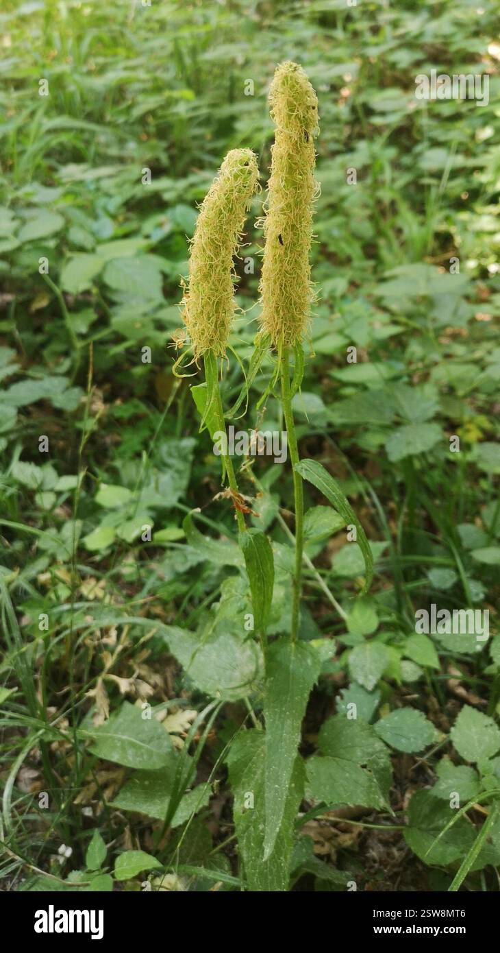 Spiked rampion (Phyteuma spicatum), Plantae, J4W8+C4, 8274 Tägerwilen ...