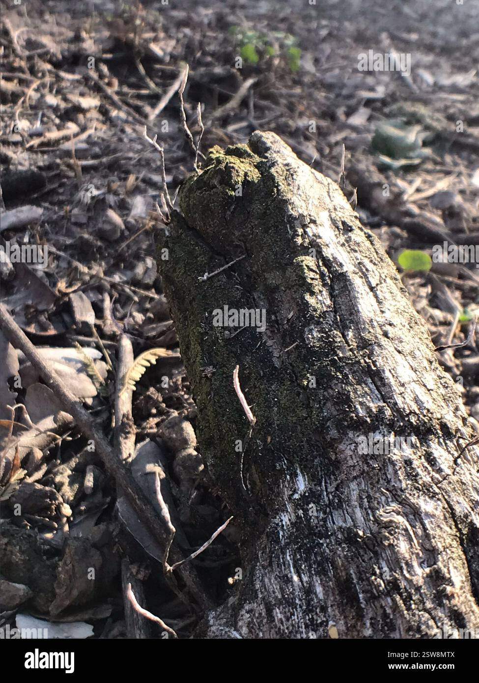 (Xylaria filiformis), Fungi, Vera Department, Santa Fe Province ...