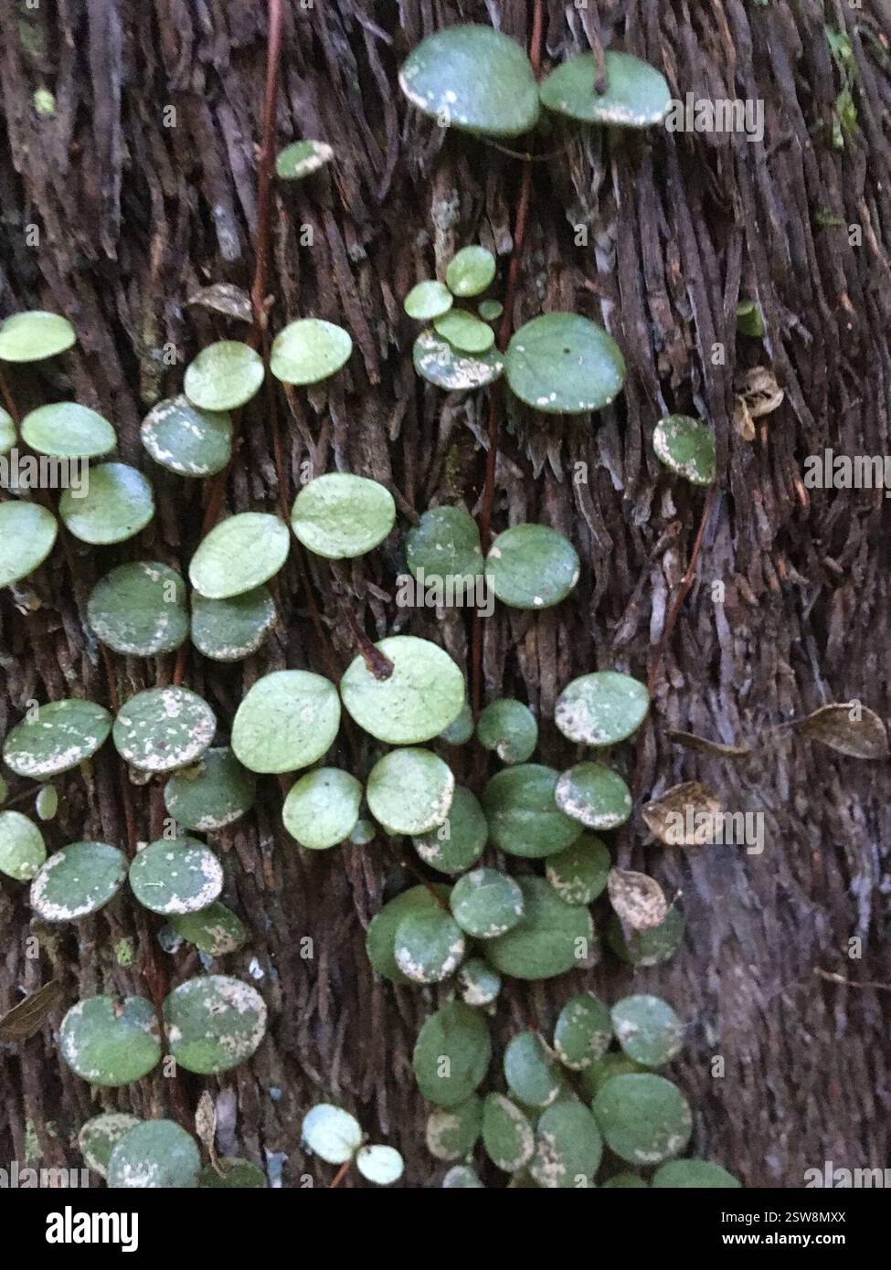 climbing rātā (Metrosideros perforata), Plantae, Kauri Park ...