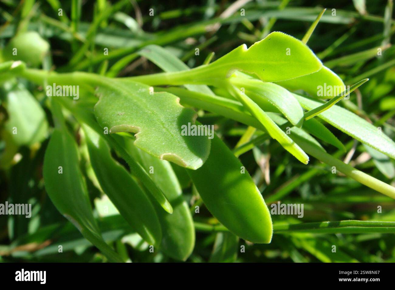 trailing African daisy (Dimorphotheca fruticosa), Plantae, Ivy Beach ...