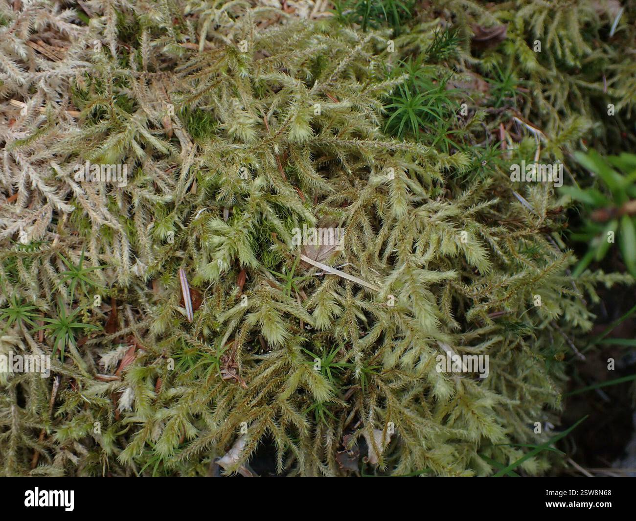 rough goose neck moss (Hylocomiadelphus triquetrus), Plantae, Haines ...