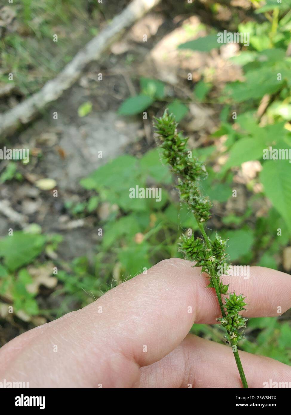 bur reed sedge (Carex sparganioides), Plantae, Wisconsin, US Stock ...