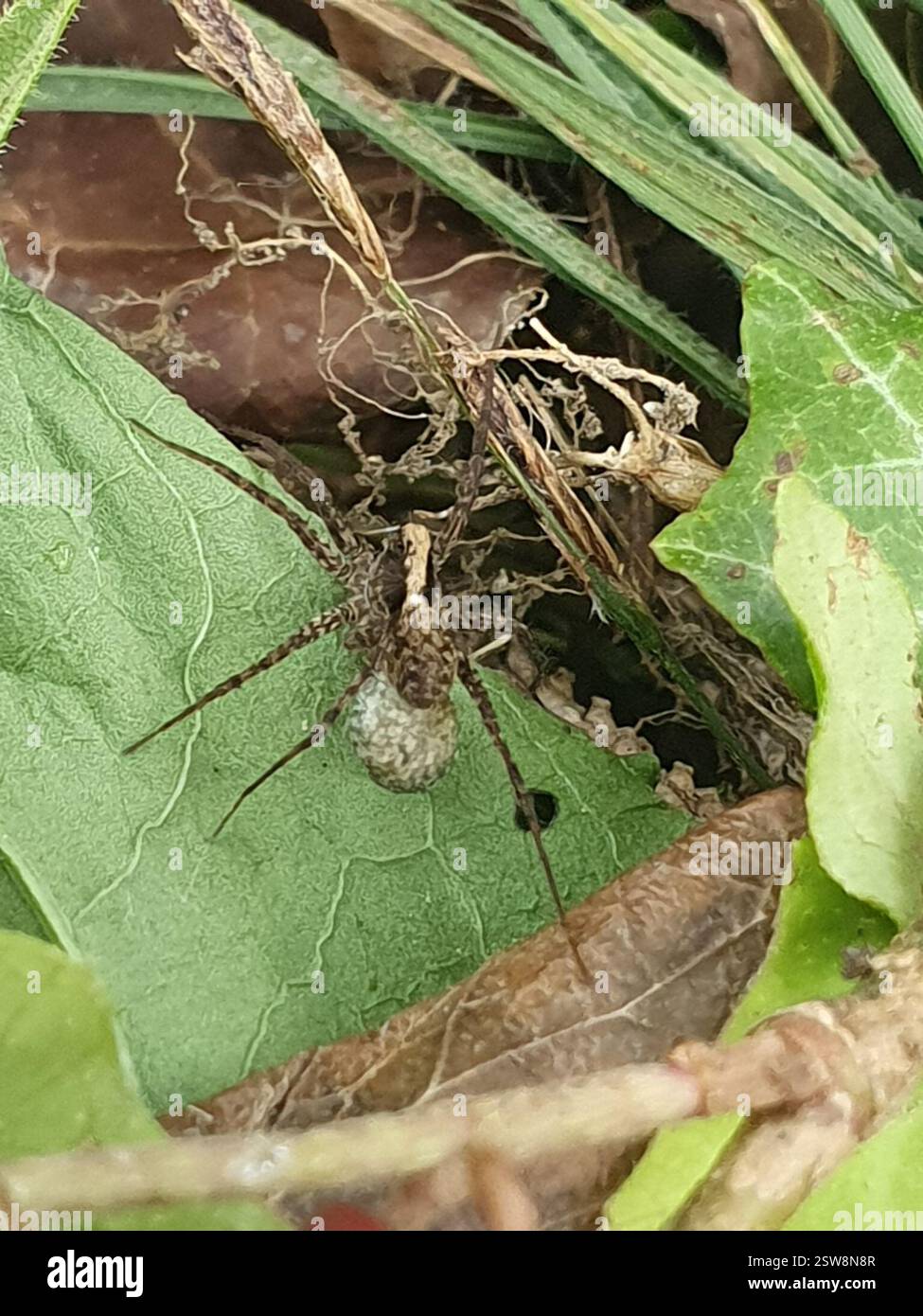 Thin-legged Wolf Spiders (Pardosa), Arachnida, Ledine Klanječke ...