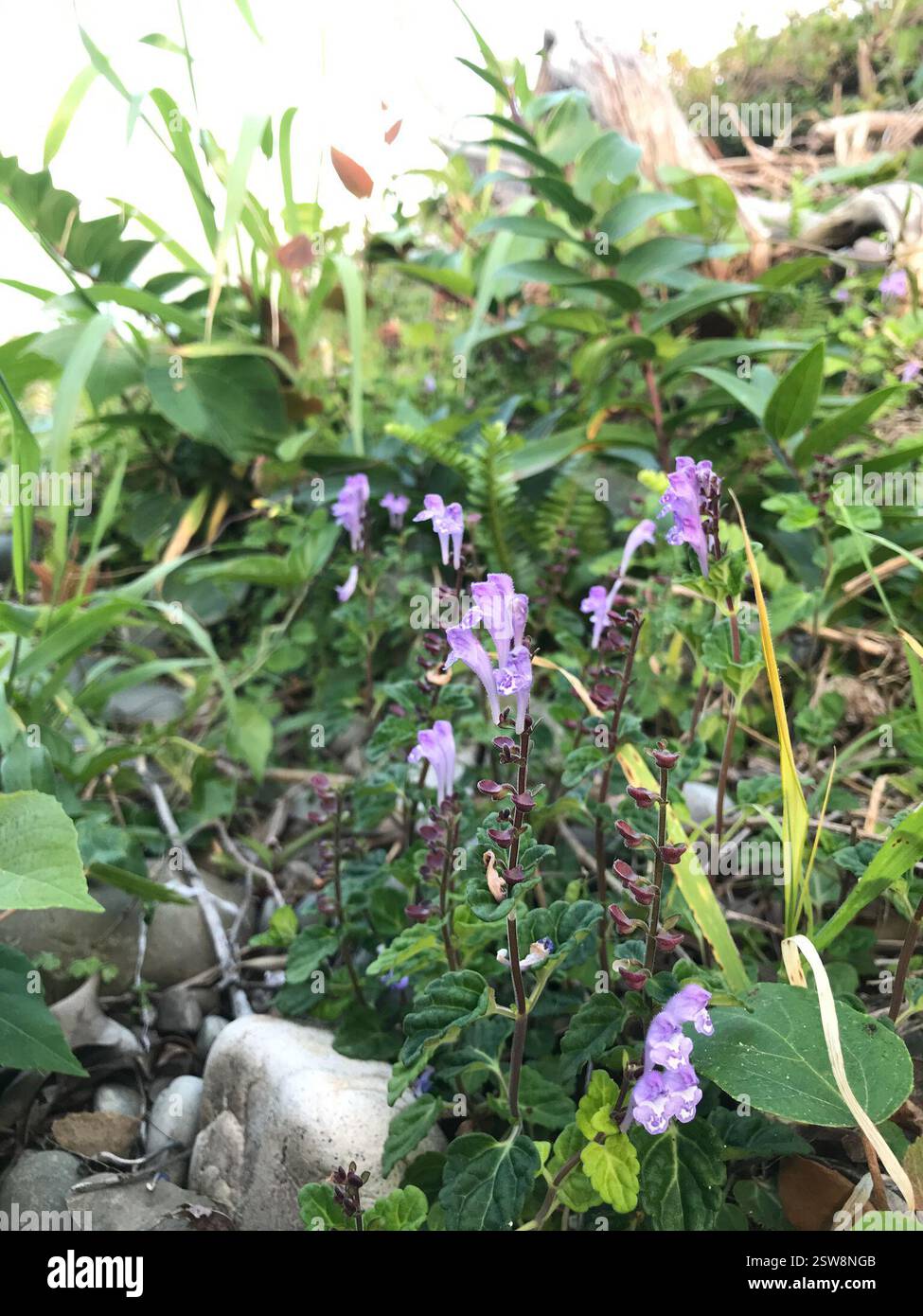 Skullcap (Scutellaria indica), Plantae, Kamikoshikicho Segami ...