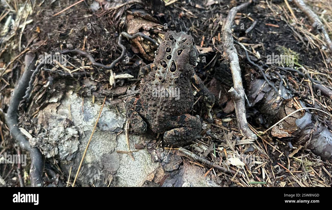 American Toad (Anaxyrus americanus), Amphibia, Timberlea, Halifax, NS ...