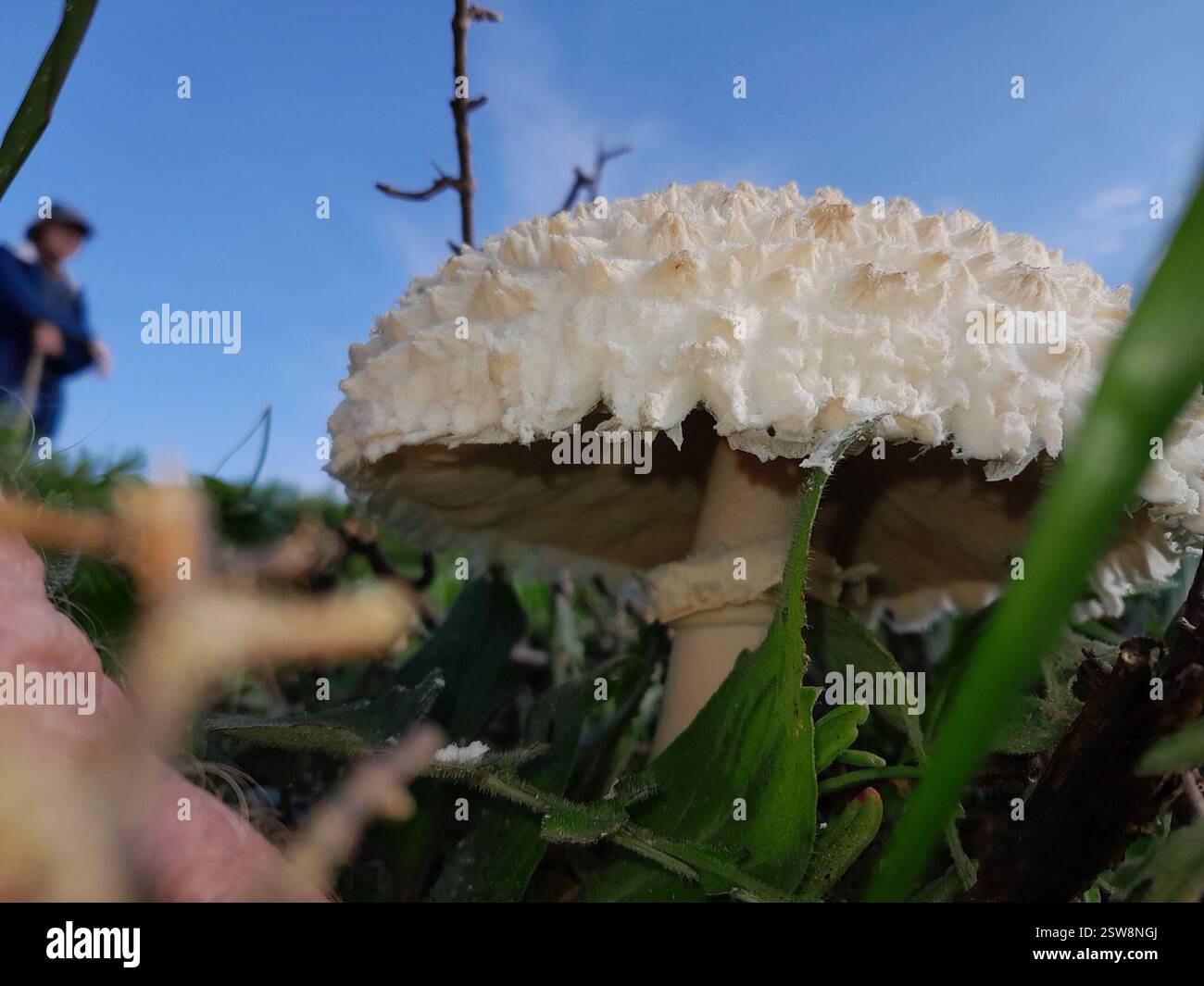 White parasol (Macrolepiota zeyheri), Fungi, Cape Farms, Cape Town ...