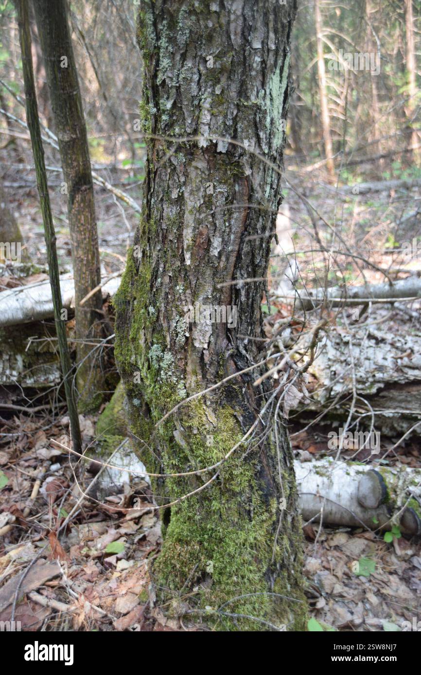 red maple (Acer rubrum), Plantae, Abitibi-Témiscamingue, QC, Canada ...