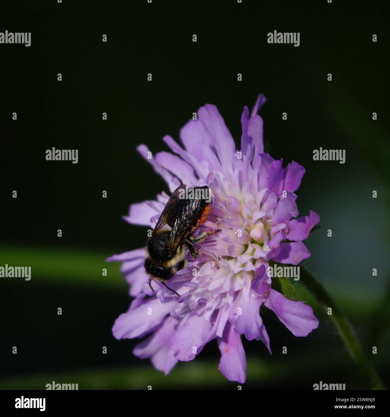 Leafcutter, Mortar, and Resin Bees (Megachile), Insecta, 3210 Vejby ...