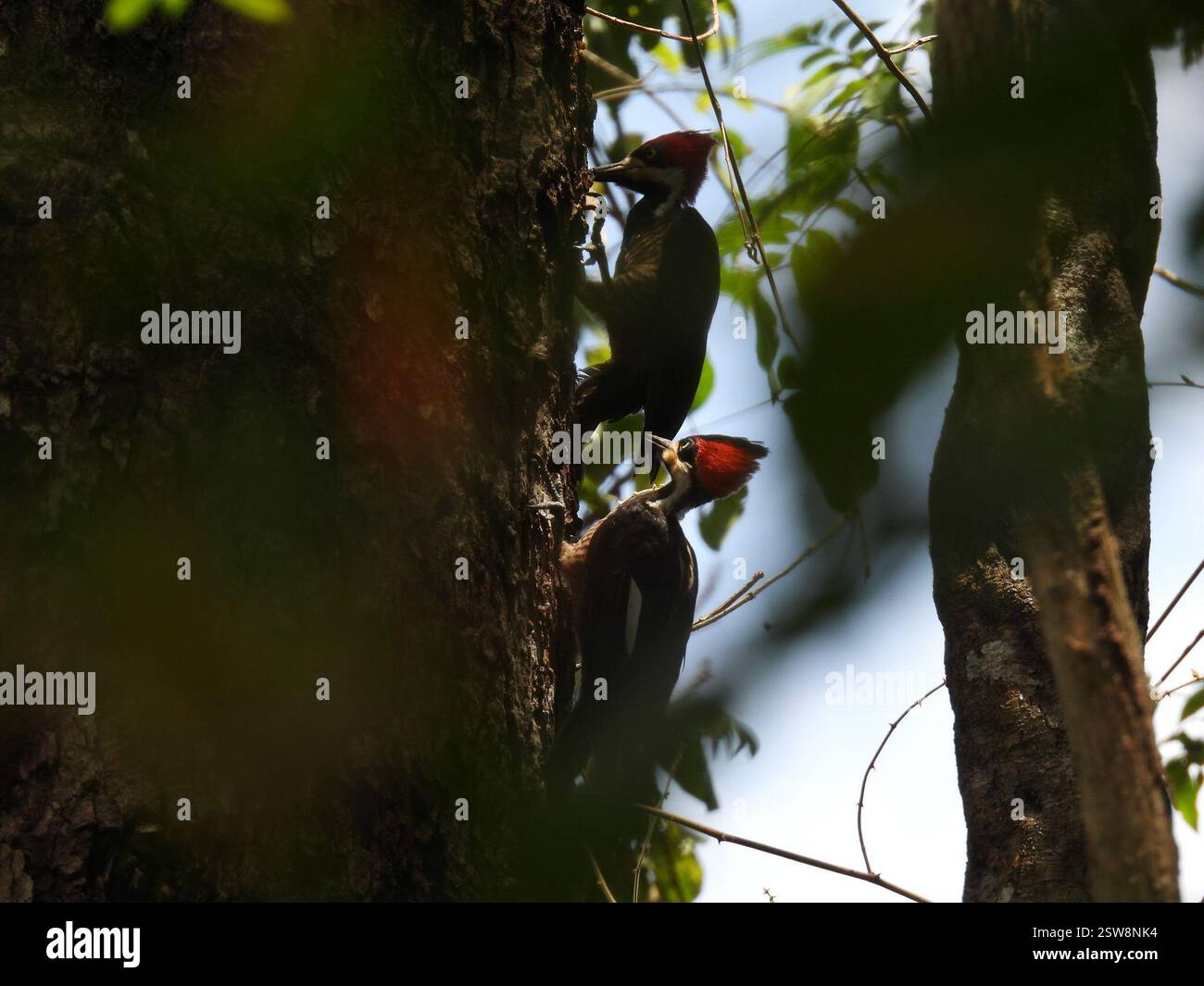 Lineated Woodpecker (Dryocopus lineatus), Aves, Panama Stock Photo - Alamy