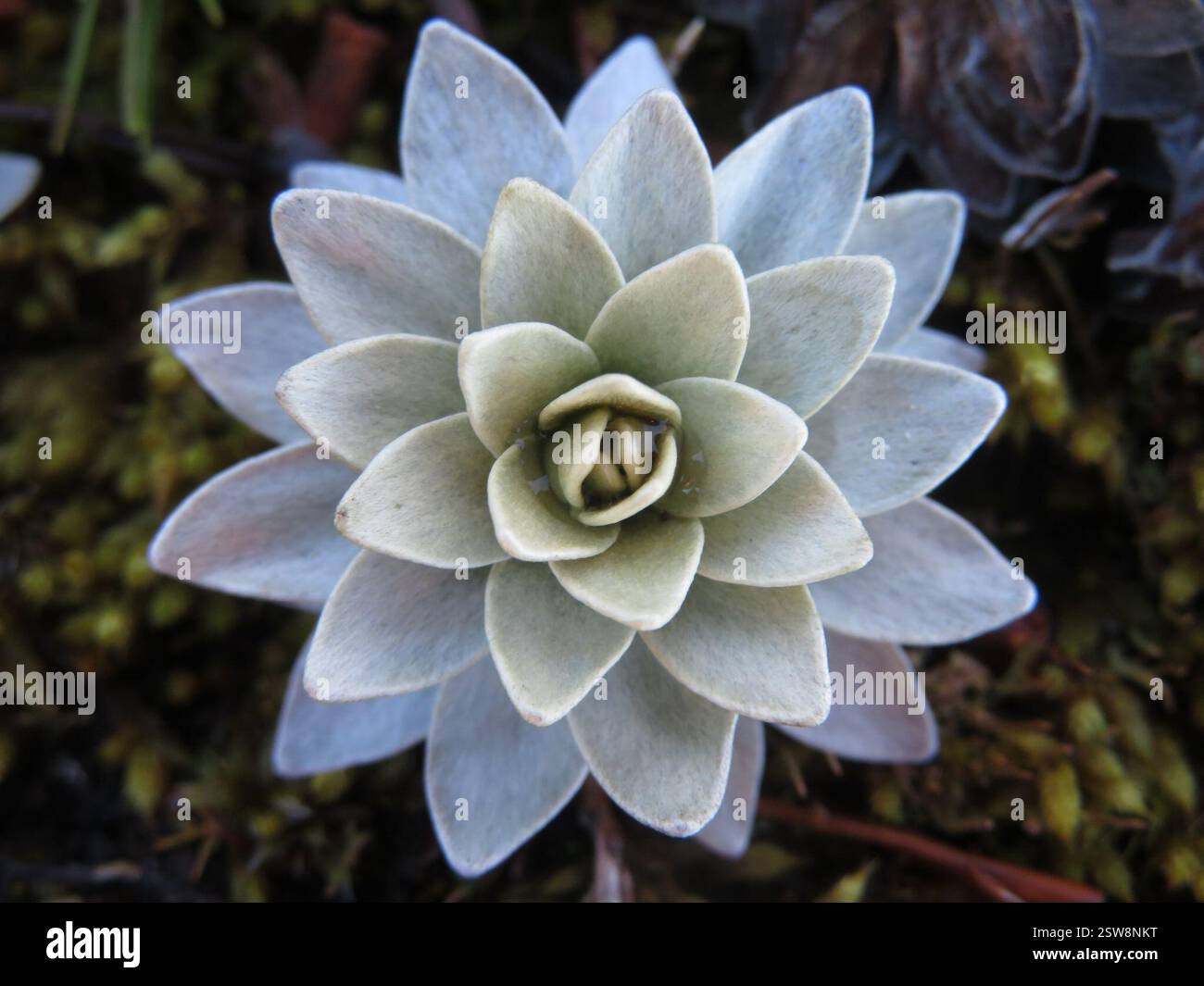 North Island Edelweiss (Leucogenes leontopodium), Plantae, Tararua ...