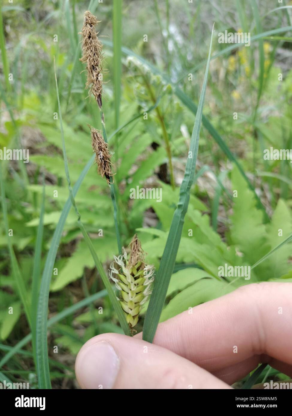 lake sedge (Carex lacustris), Plantae, Two Rivers, WI, USA Stock Photo ...