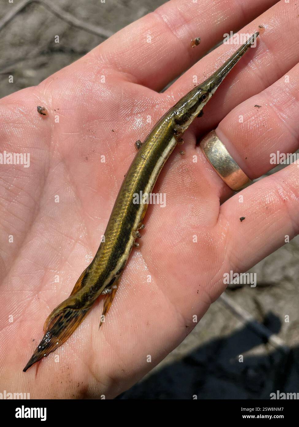 Longnose Gar (Lepisosteus osseus), Actinopterygii, Pintail Ln, Natchez ...