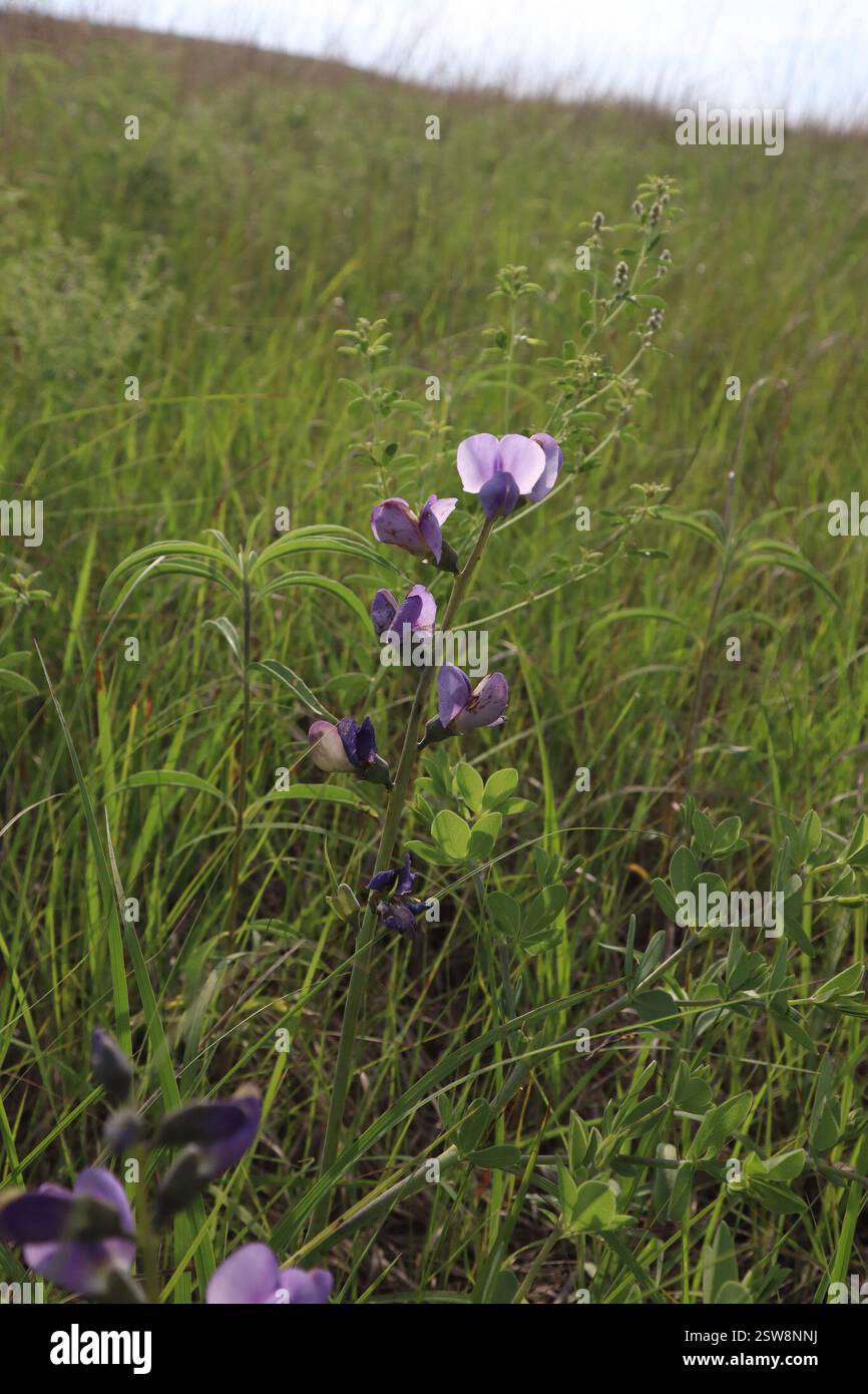 tall blue wild indigo (Baptisia australis), Plantae, Chase County, KS ...