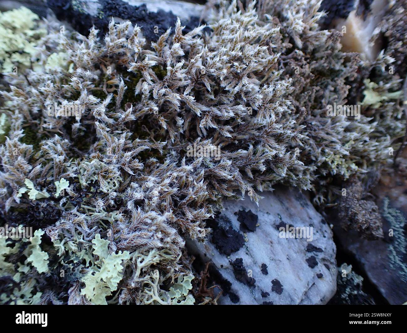 Woolly Fringe-moss (Racomitrium lanuginosum), Plantae, Yukon, Canada ...