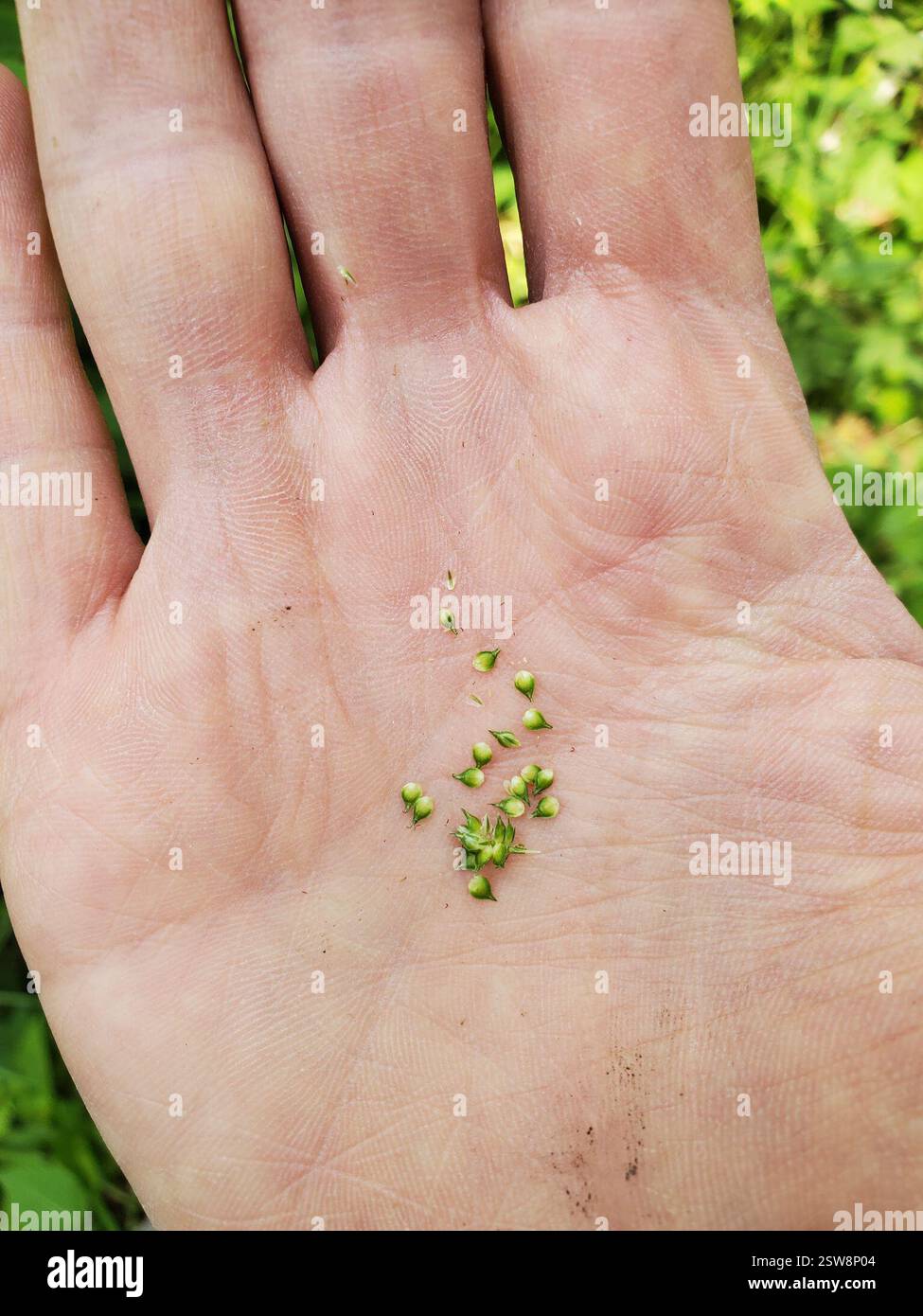bur reed sedge (Carex sparganioides), Plantae, Wisconsin, US Stock ...