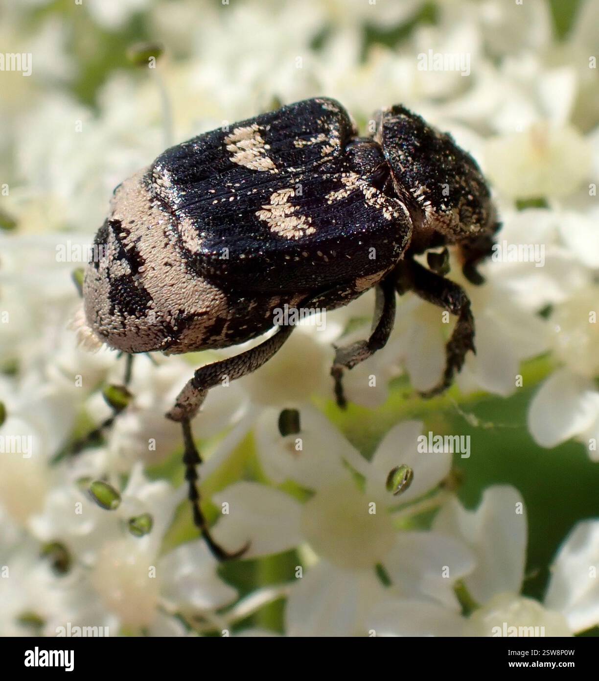 (Valgus hemipterus), Insecta, Uiterwaarden Lek, Lexmond, Utrecht, NL ...