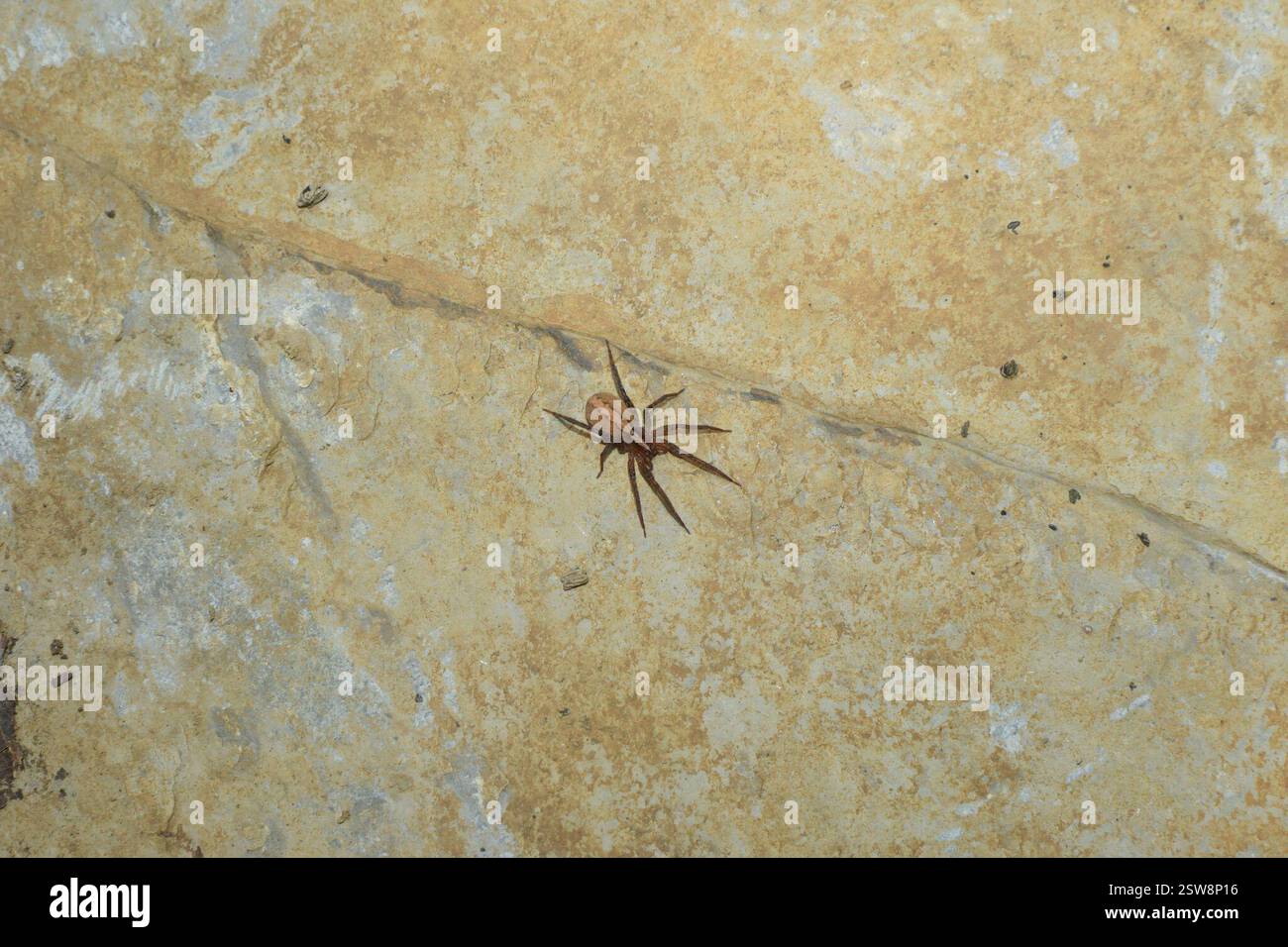 Thin-legged Wolf Spiders (Pardosa), Arachnida, 中国贵州省贵阳市云岩区 Stock Photo ...