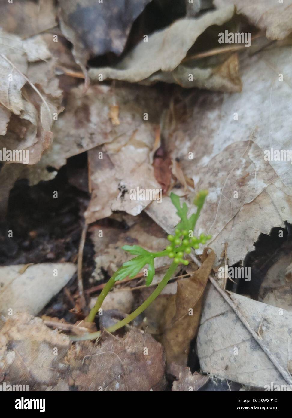 narrow triangle moonwort (Botrychium angustisegmentum), Plantae, Val ...