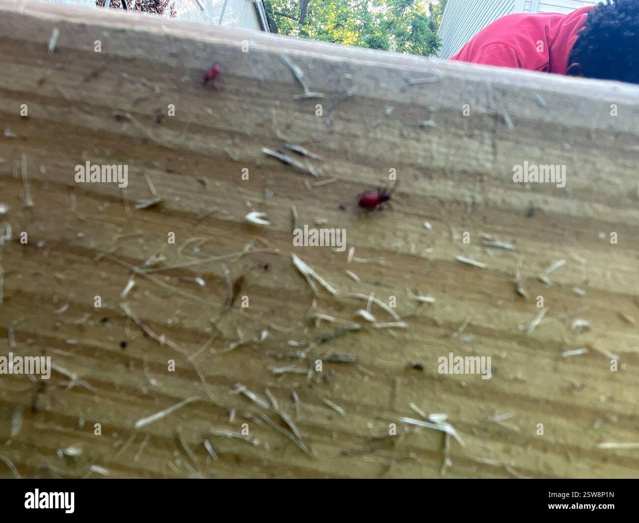 (Trombidium), Arachnida, Haiti St, Warrenton, VA, US Stock Photo - Alamy