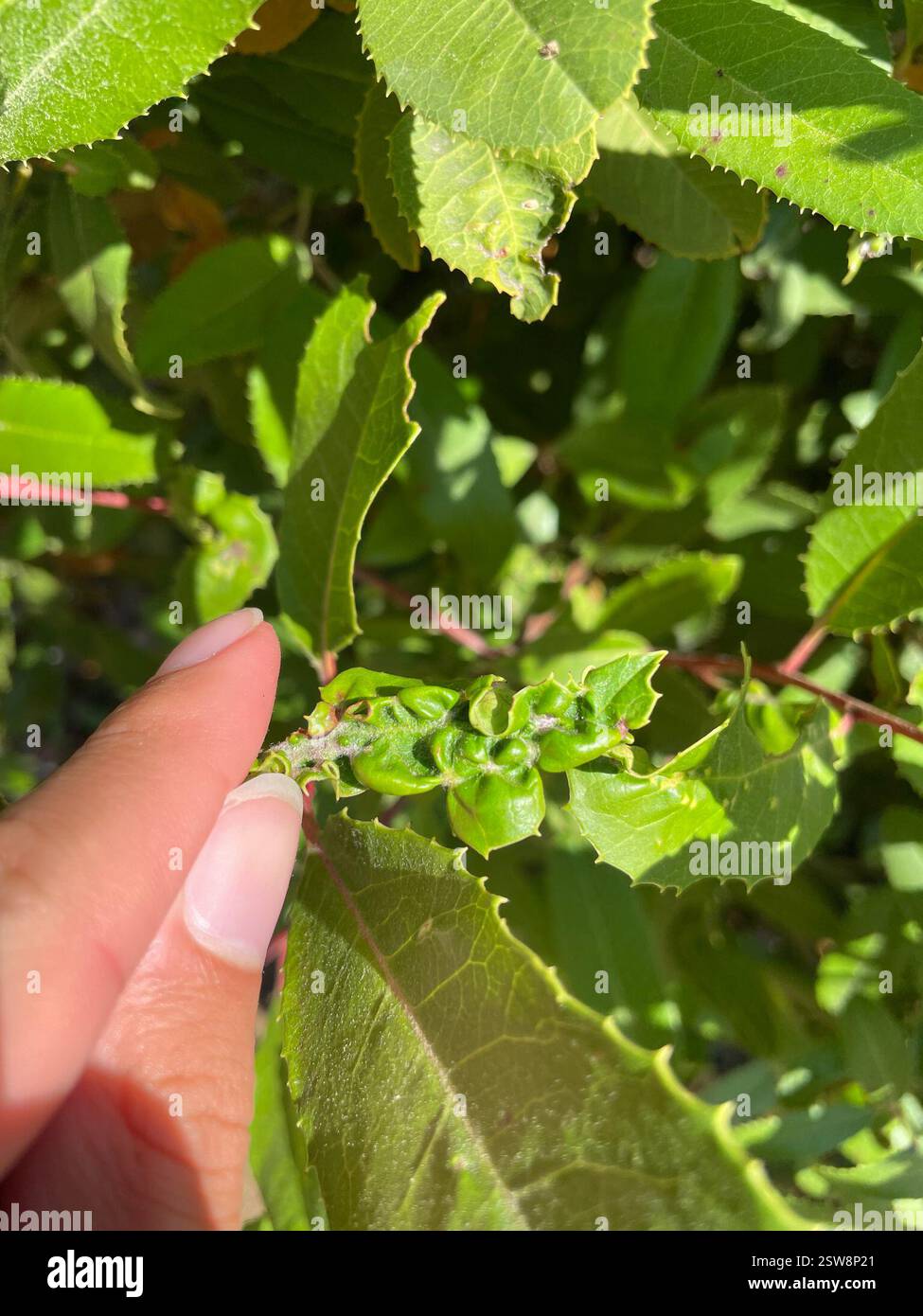 toyon gall thrips (Liothrips ilex), Insecta, East San Jose, San Jose ...