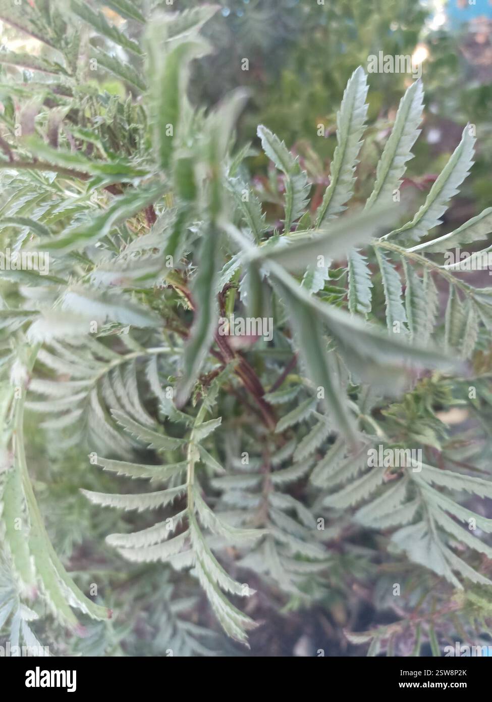 plants (Plantae), Plantae, H4MF+2J, 50770 Santa Ana Ixtlahuaca, Méx ...