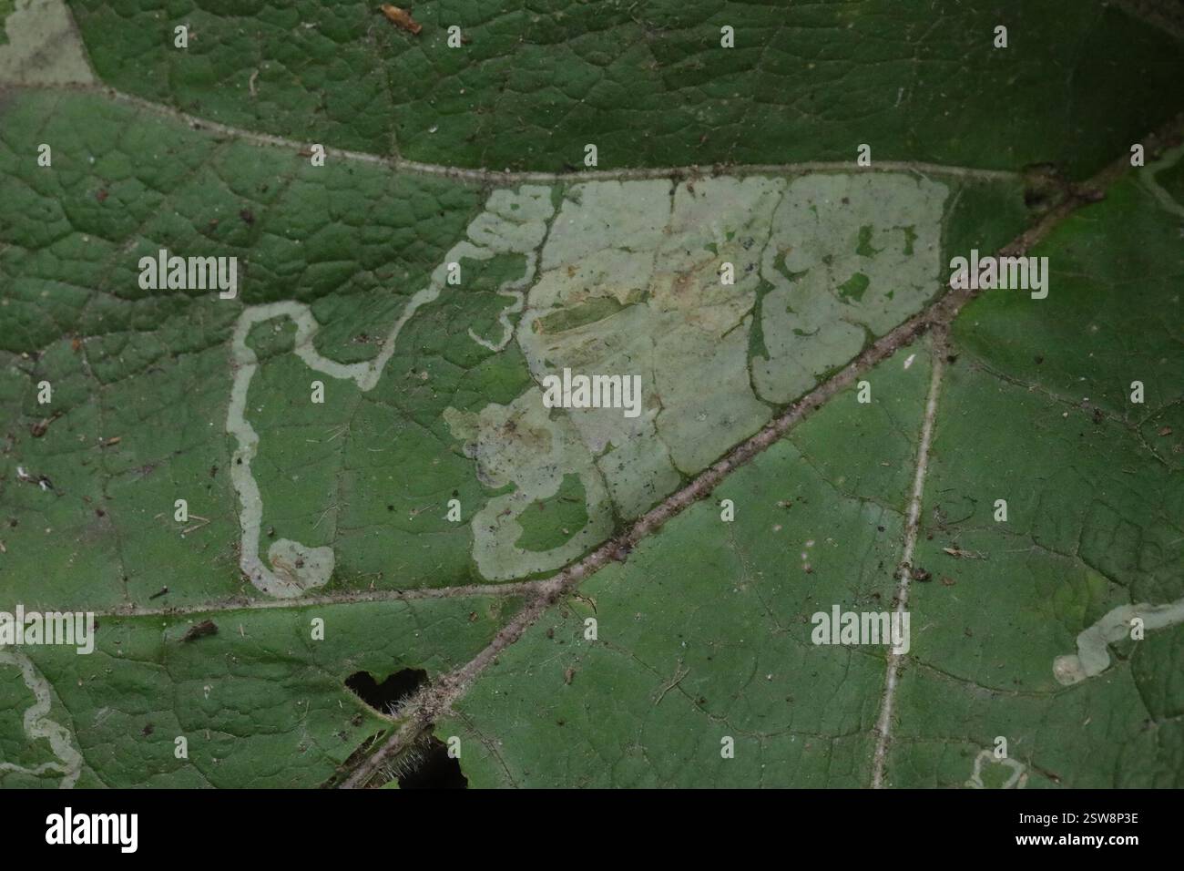 (Phytomyza lappae), Insecta, Burton Mere Wetlands, Puddington Lane ...