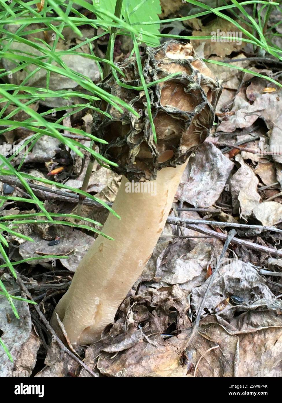 wrinkled thimble morel (Verpa bohemica), Fungi, Heritage Center Dr ...