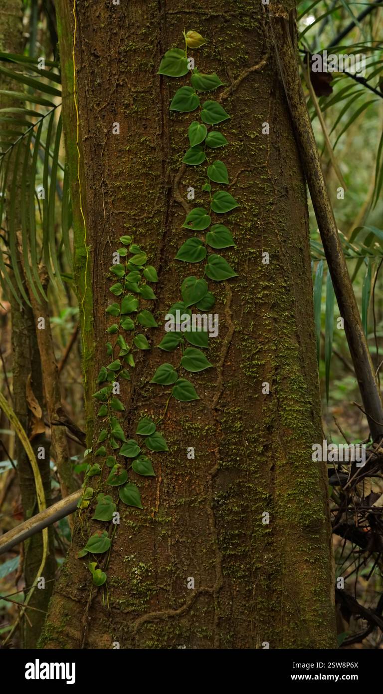 Climbing lights hi-res stock photography and images - Alamy