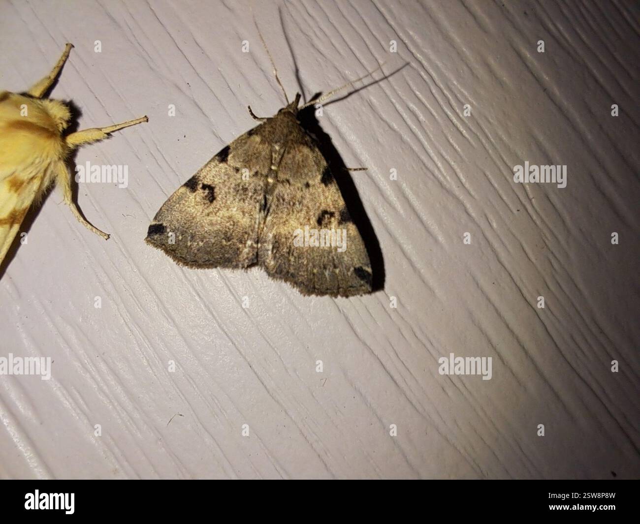 Lettered Fan-foot (Zanclognatha lituralis), Insecta, Macdonald ...