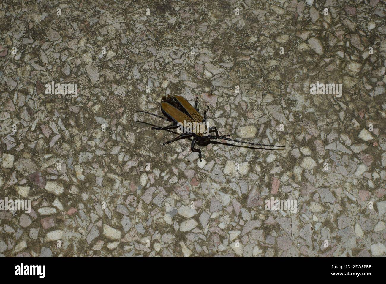 (Apriona rugicollis), Insecta, 中国江西省上饶市婺源县 Stock Photo - Alamy
