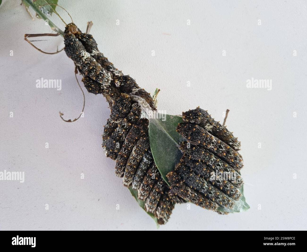 Ruby-spotted Swallowtail (Heraclides anchisiades), Insecta, Nova ...