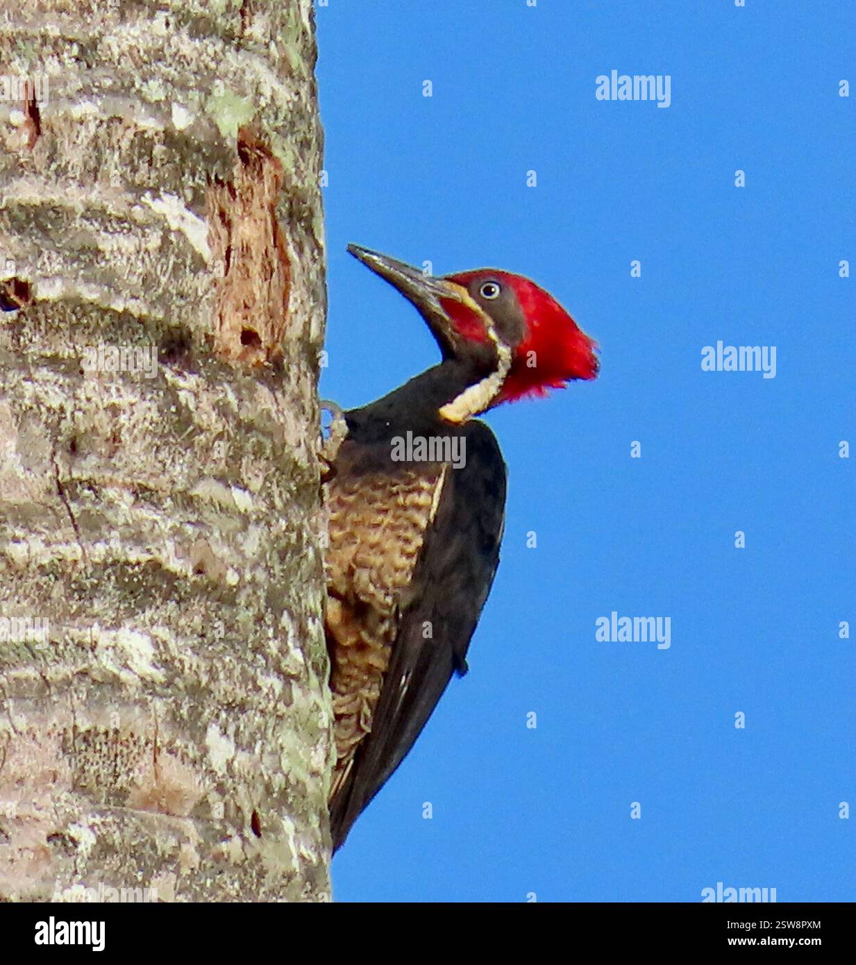 Lineated Woodpecker (Dryocopus lineatus), Aves, Vía Antón - El Valle ...