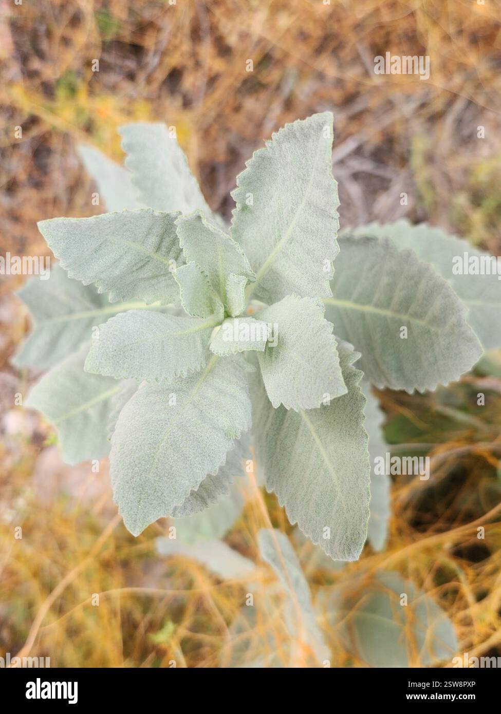 Woolly Yerba Santa (Eriodictyon tomentosum), Plantae, Pinnacles ...