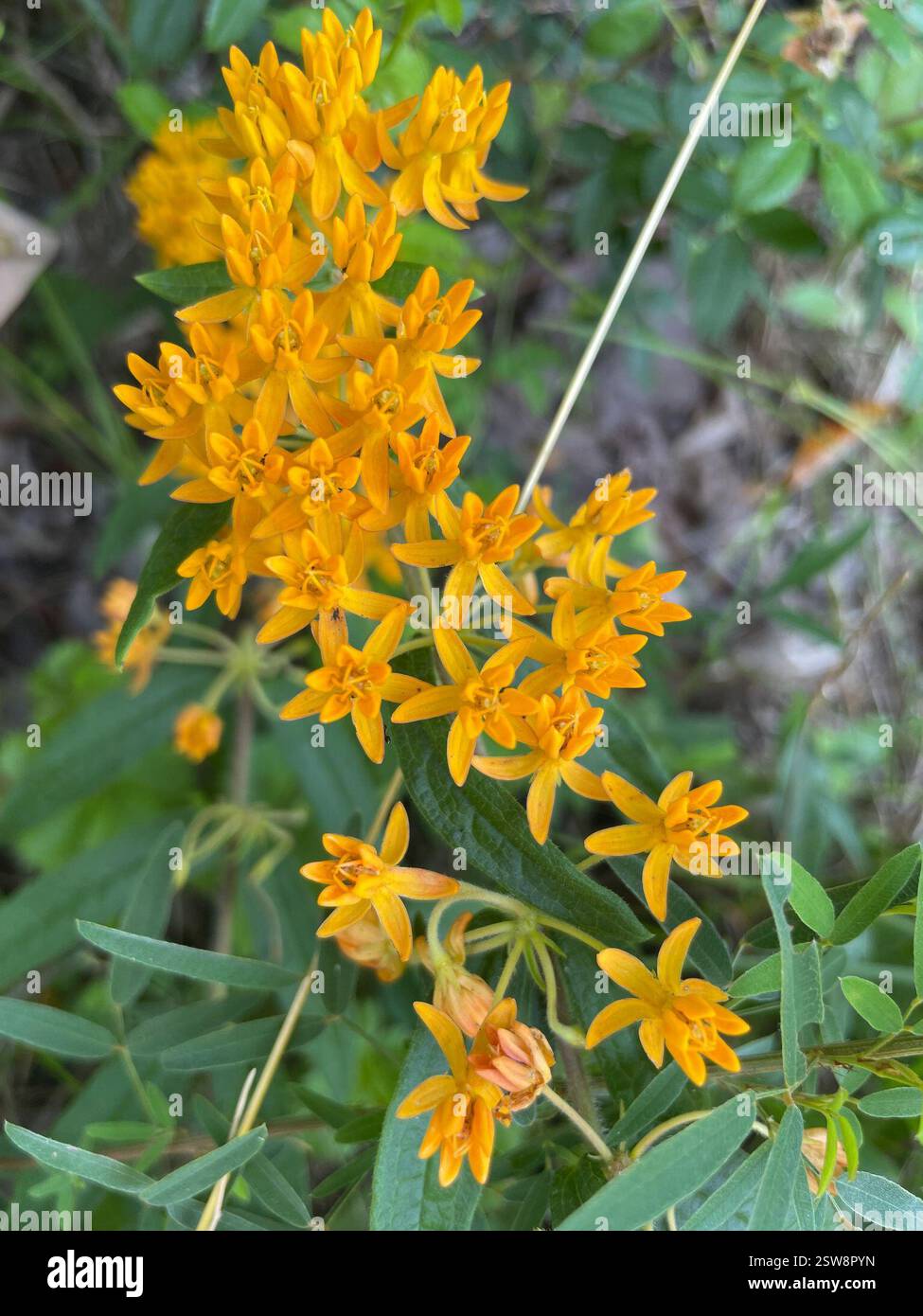 butterfly milkweed (Asclepias tuberosa), Plantae, Ridge Path Rd ...