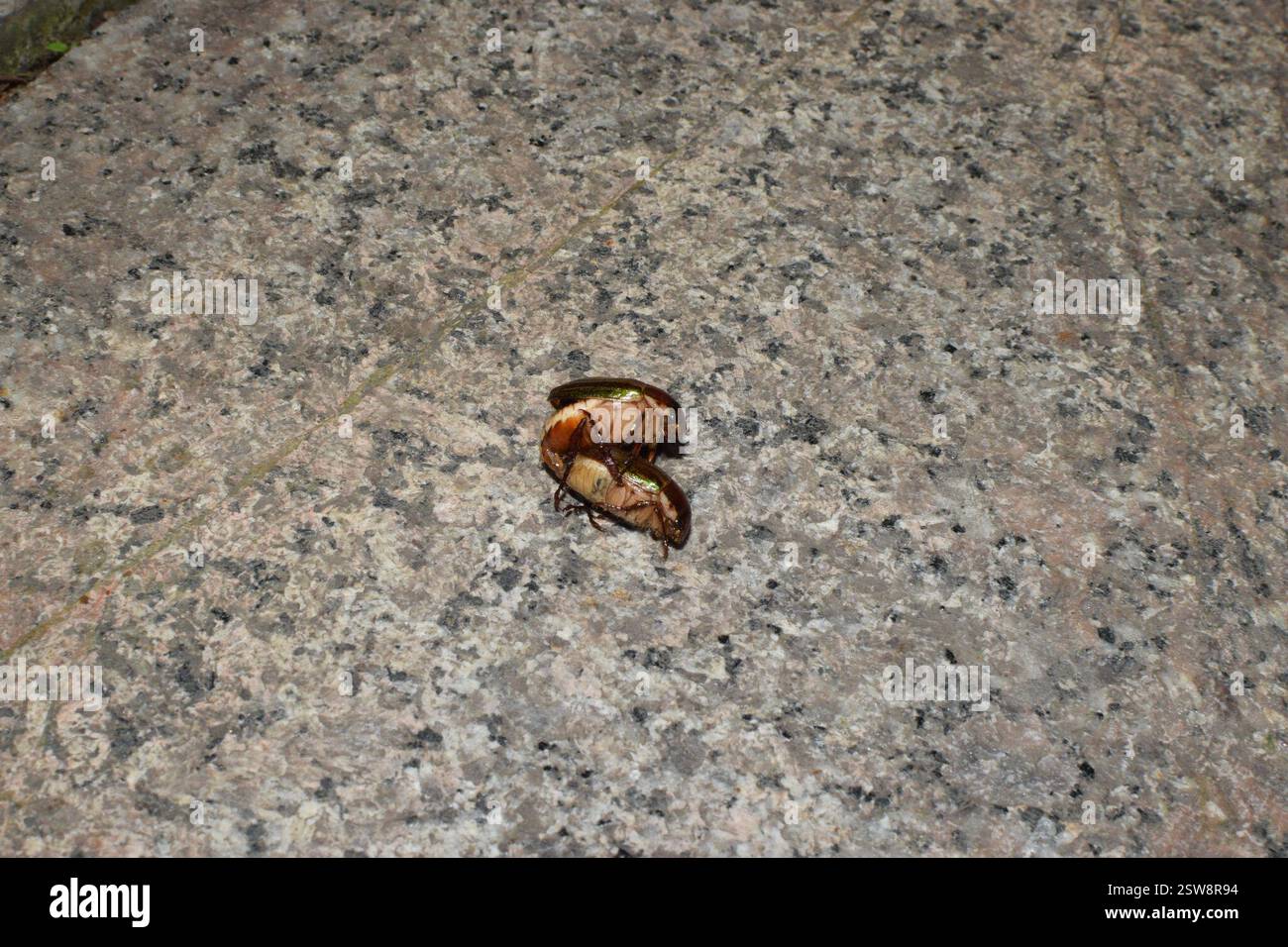 Copper Green Chafer (Anomala corpulenta), Insecta, 中国浙江省杭州市西湖区 Stock ...