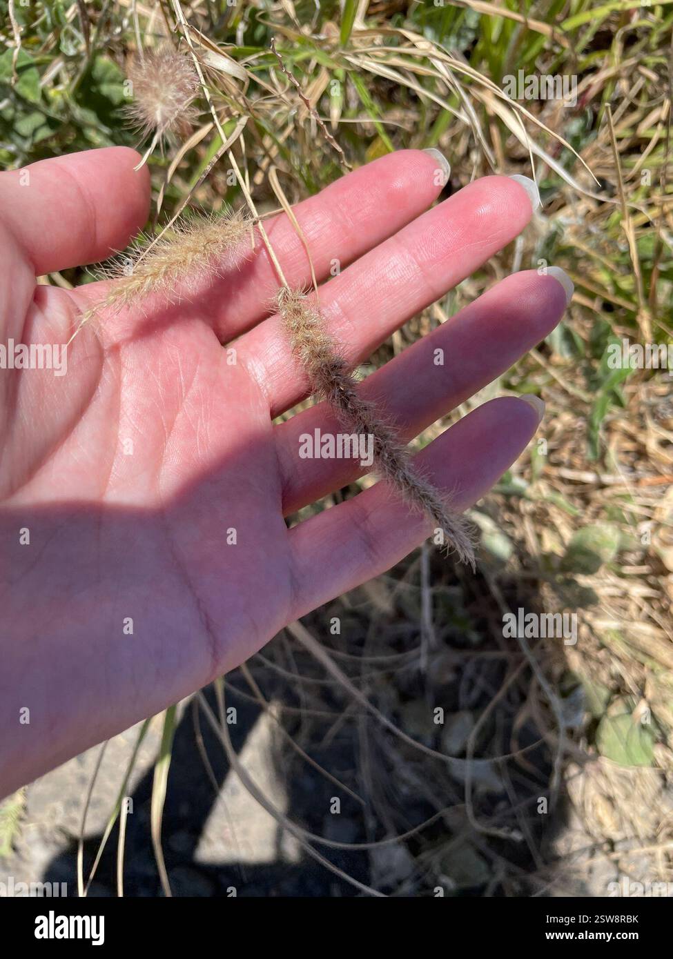 buffelgrass (Cenchrus ciliaris), Plantae, Hawaii County, HI, USA Stock ...
