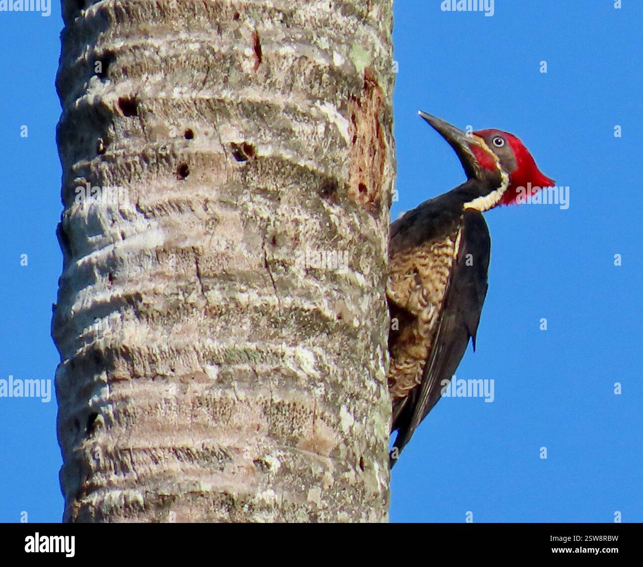 Lineated Woodpecker (Dryocopus lineatus), Aves, Vía Antón - El Valle ...