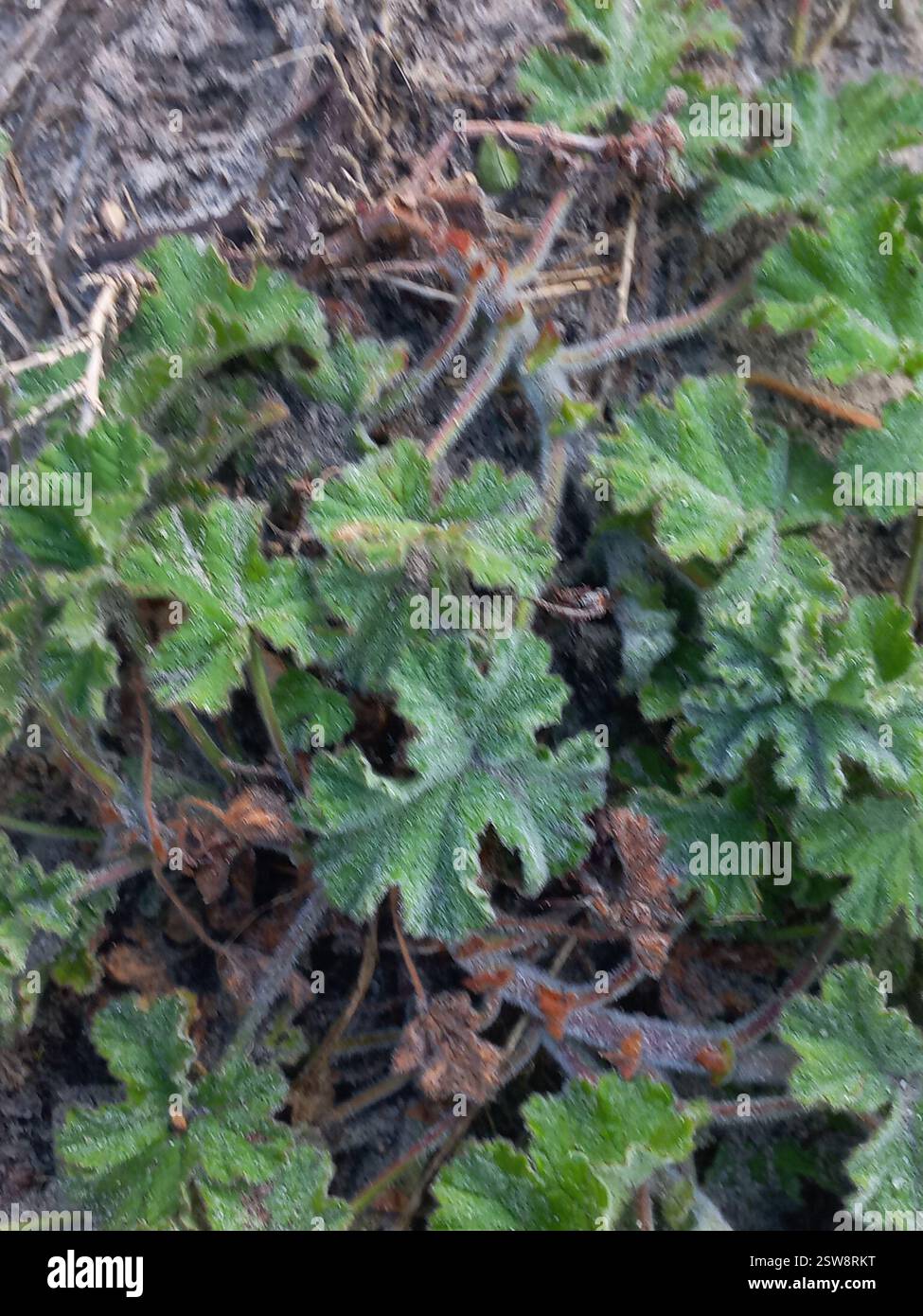 rose-scented geranium (Pelargonium capitatum), Plantae, Mitchells Plain ...