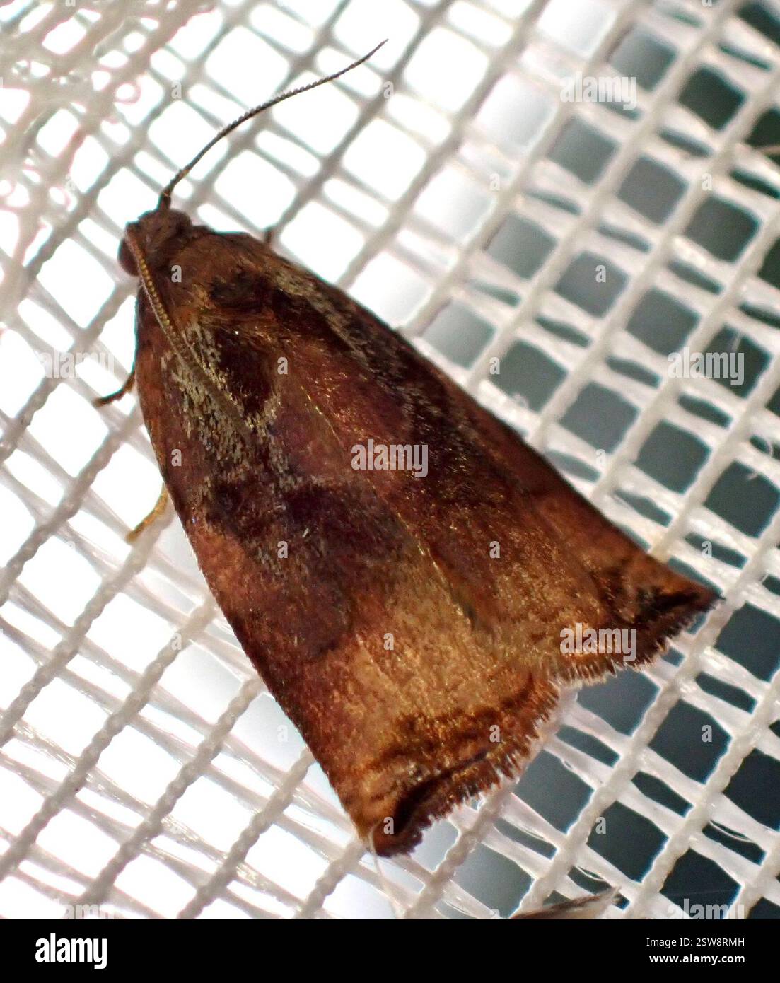 Large Fruit-tree Tortrix (Archips podana), Insecta, Graafland, Groot ...