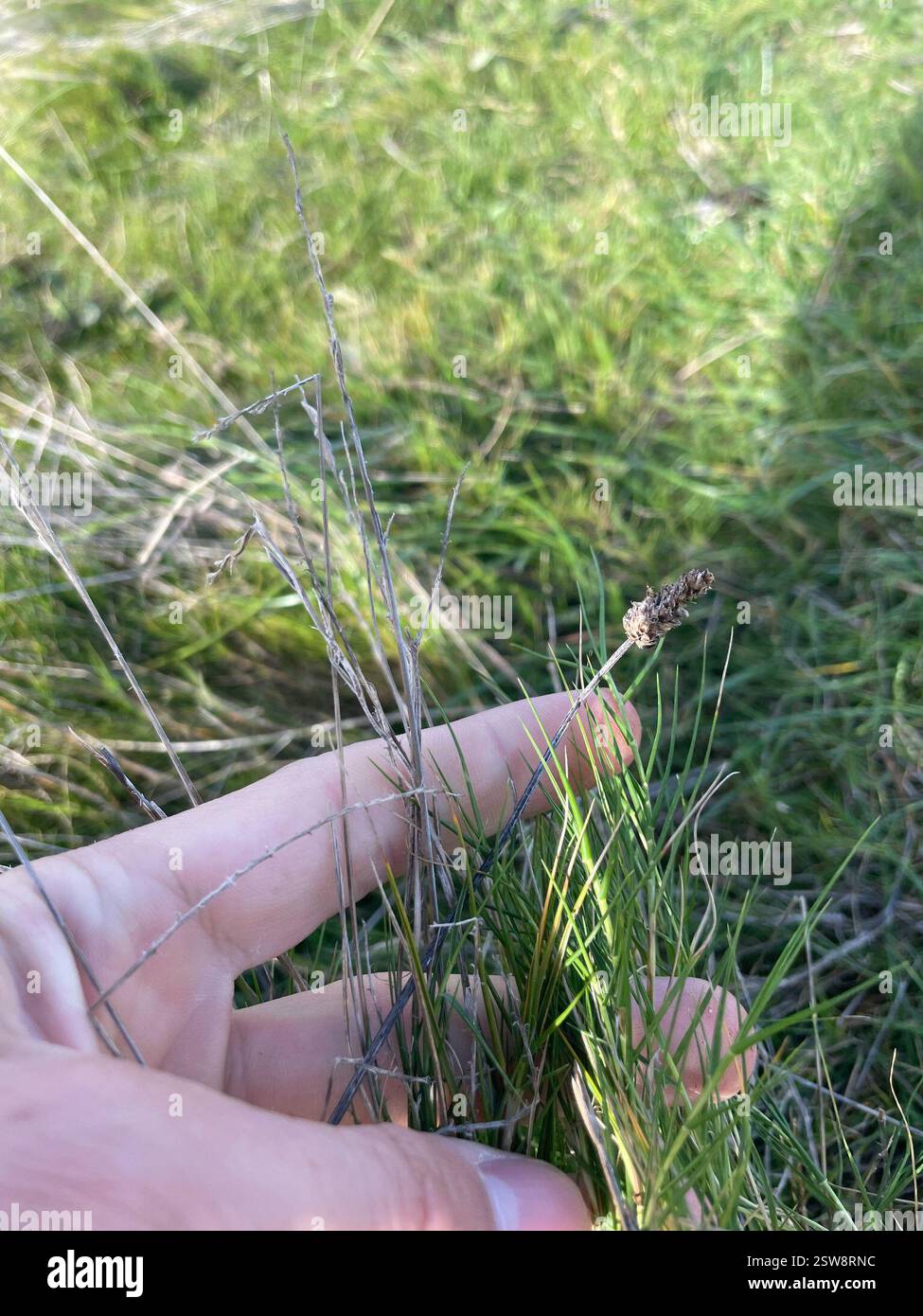 seashore dropseed (Sporobolus virginicus), Plantae, Churchill Island ...