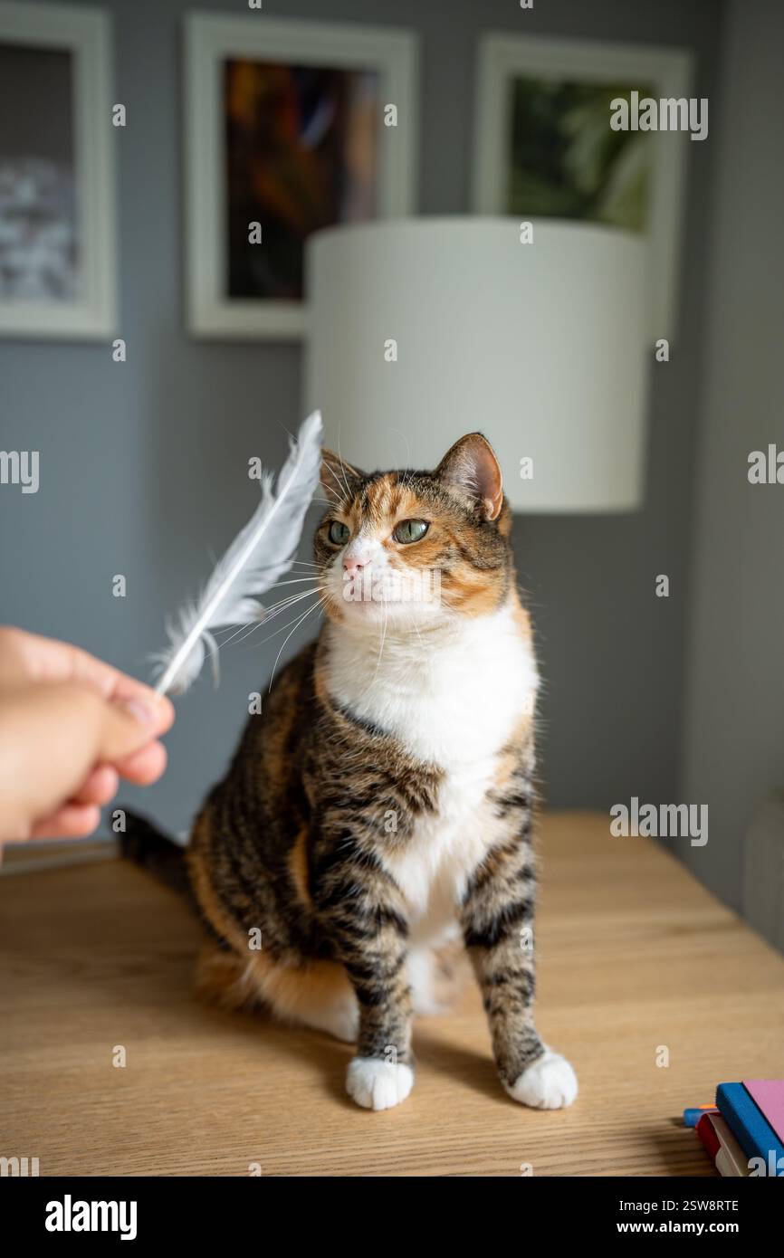 Curious cat interested looking at feather in owner hand get ready ...