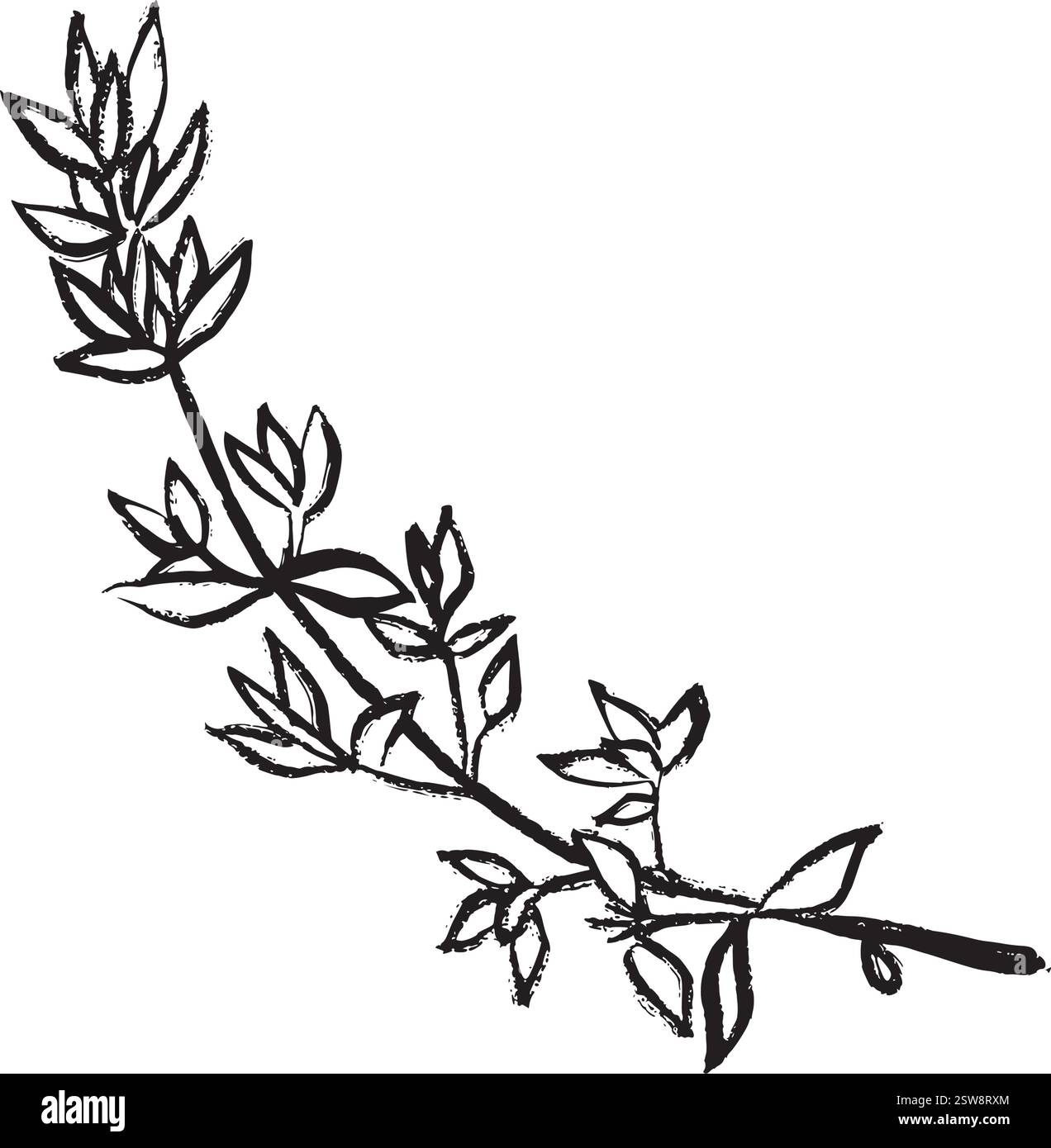 Vector illustration of a fresh thyme branch. Suitable for spice ...