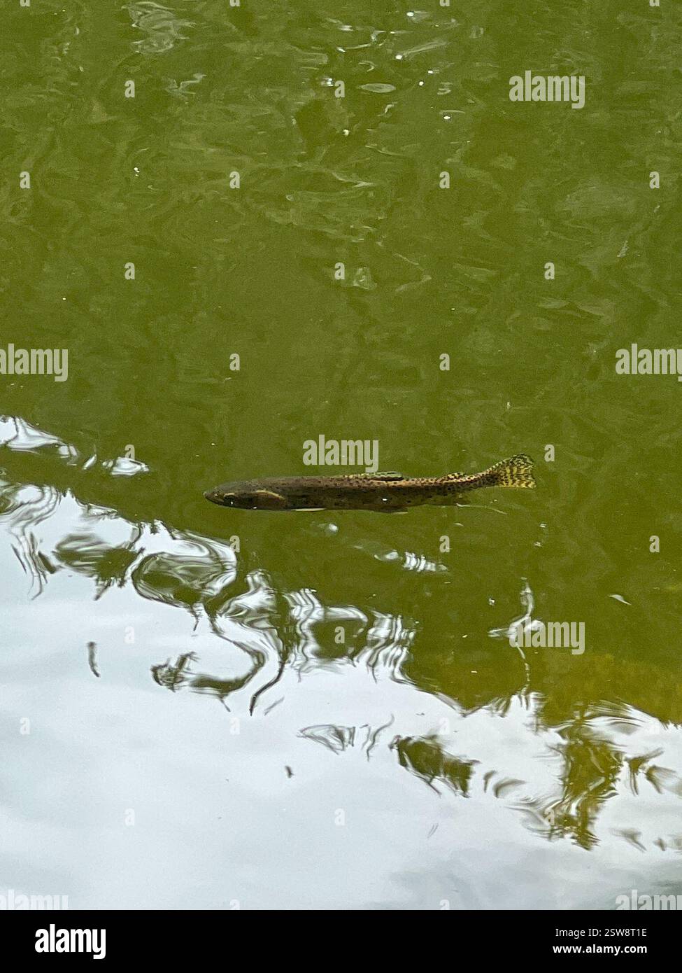 Colorado River Cutthroat Trout (Oncorhynchus virginalis pleuriticus ...