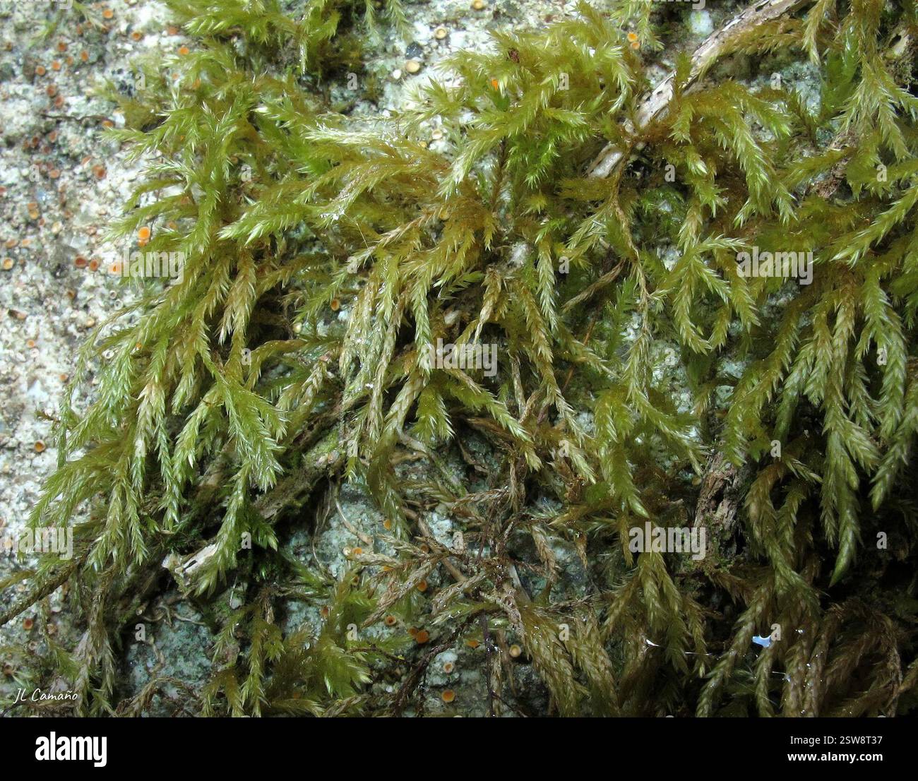 Larger Mouse-tail Moss (Isothecium alopecuroides), Plantae, Lugo, Spain ...