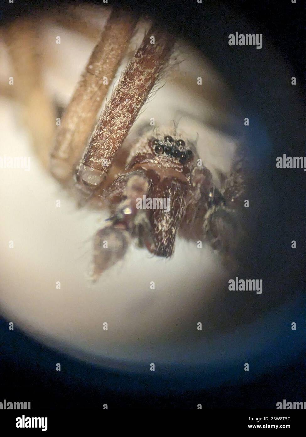 Cardinal Spider (Tegenaria parietina), Arachnida, 24610 Montpeyroux ...