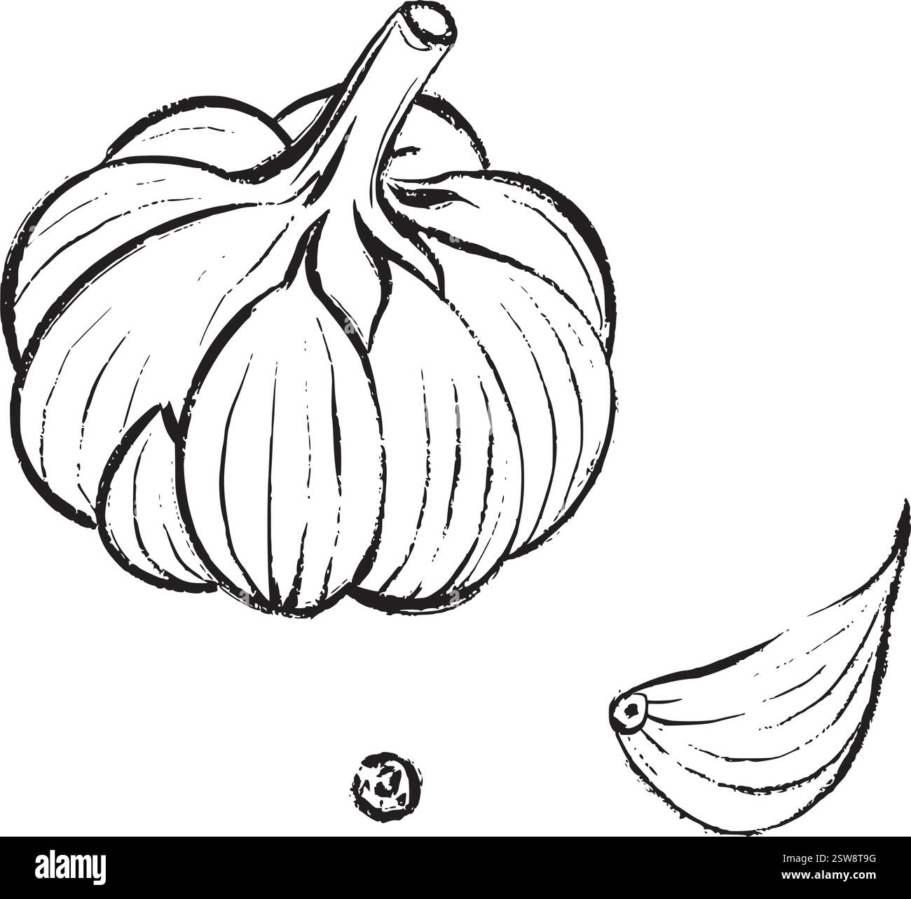 Vector illustrationBlack and white vector drawing of a garlic bulb ...